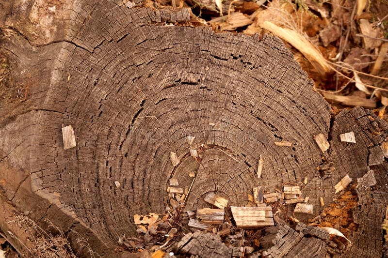 Cross cut of an old tree stock image. Image of cross - 267894257