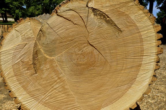 Cross-cut Section of an Ash Tree Stock Image - Image of concentric ...