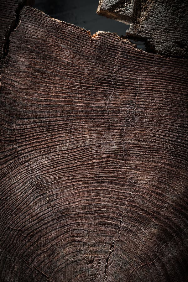 Cross Cut Texture of Vintage Tree Trunk Stock Photo - Image of surface ...