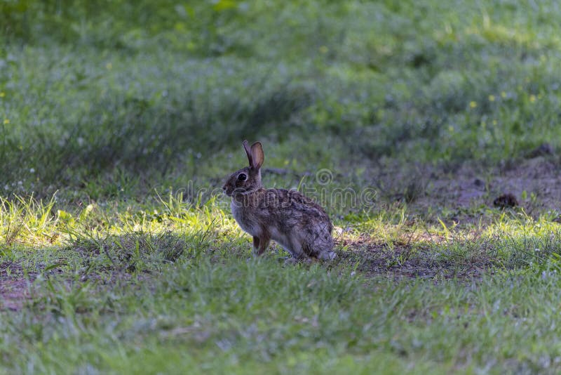 A Cross between a Domestic and Wild Rabbit Stock Photo - Image of ...