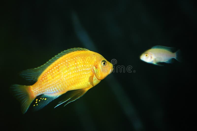 Cross-eyed foto de stock. Imagem de animais, porcelana - 9648374