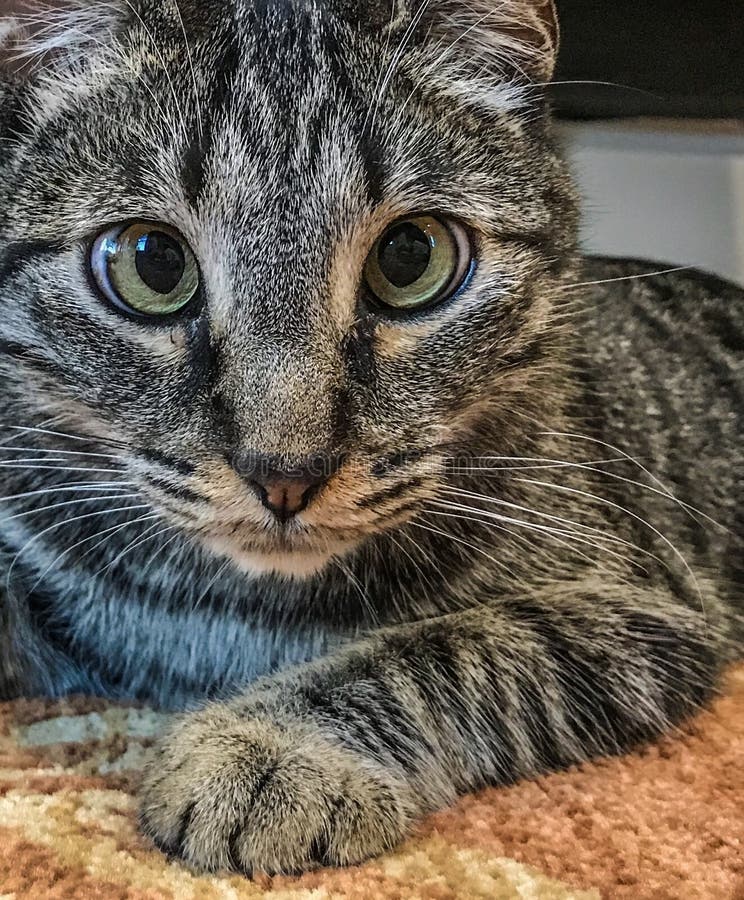 Cross Eyed Ginger Tabby Cat Stock Photo - Image of tabby, whiskers ...