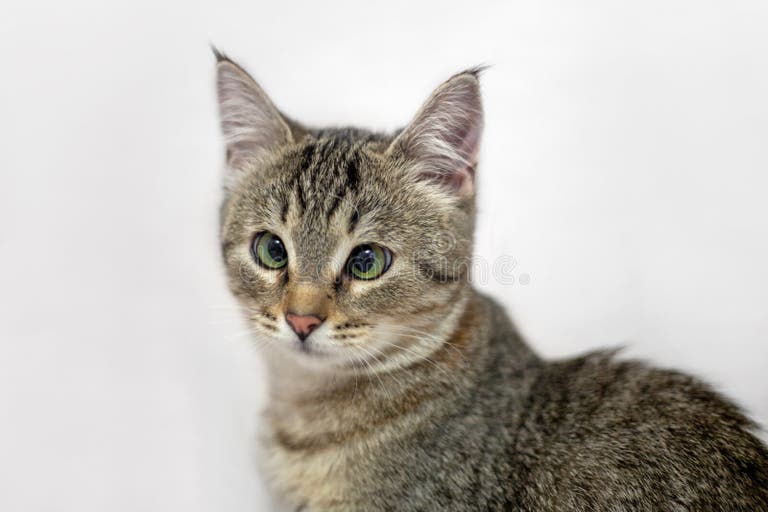 1,597 Cross Eyed Stock Photos - Free & Royalty-Free Stock Photos from ...