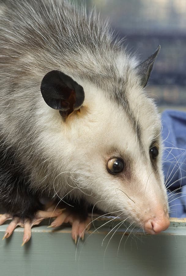 Screaming gopher stock image. Image of grass, closeup - 33526319