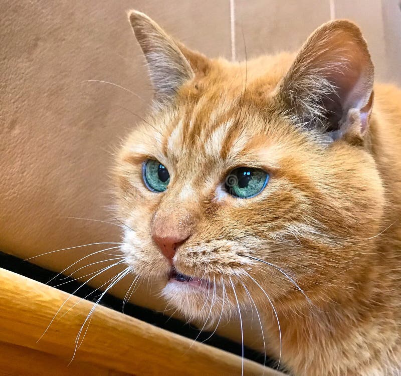 Stalking Tabby stock photo. Image of whisker, cats, cute - 27936776