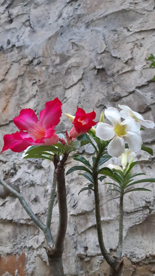 Cross Flowers Red and White Cambodia Stock Image - Image of flowers ...