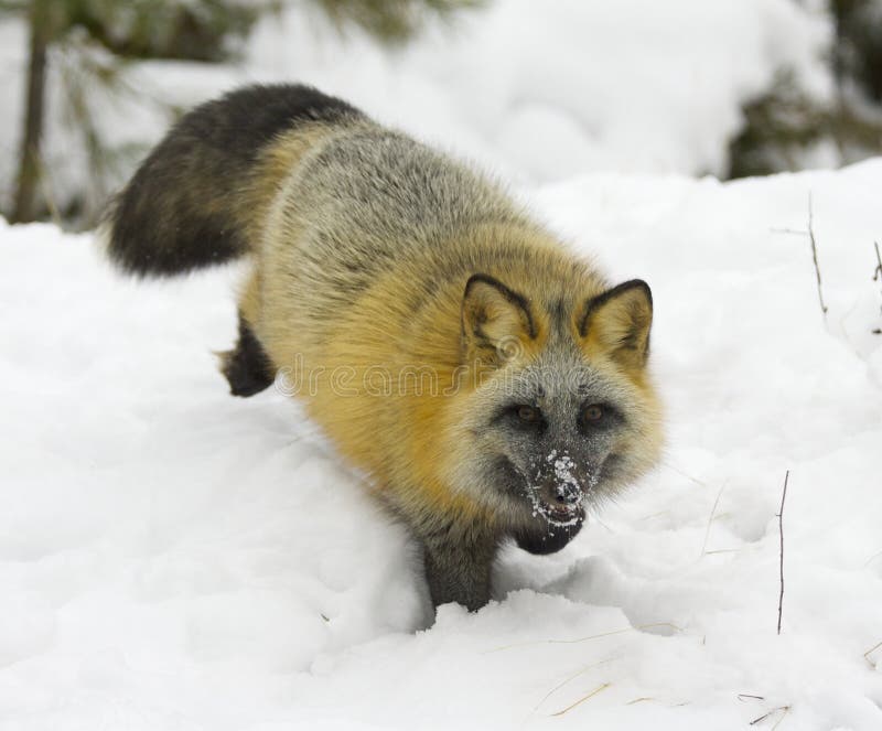 Cross Fox stock image. Image of mammal, undomesticated - 18180447