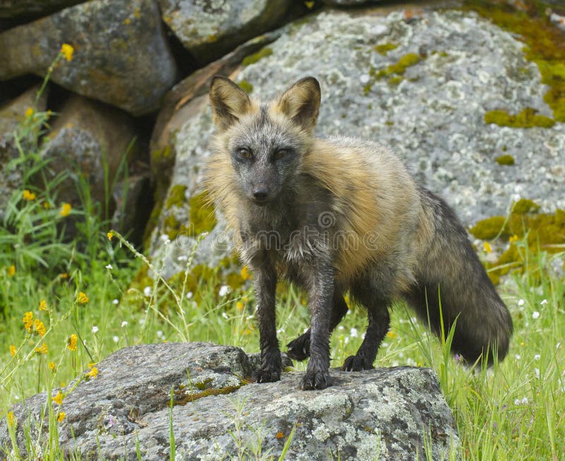 Cross Fox stock image. Image of creature, gray, rock - 18180527