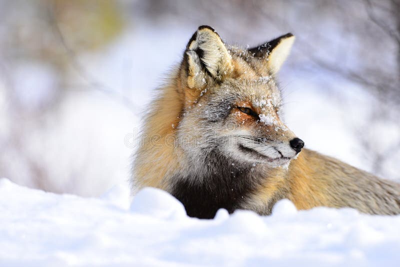Cross Fox stock image. Image of hunting, nature, winter - 68766899