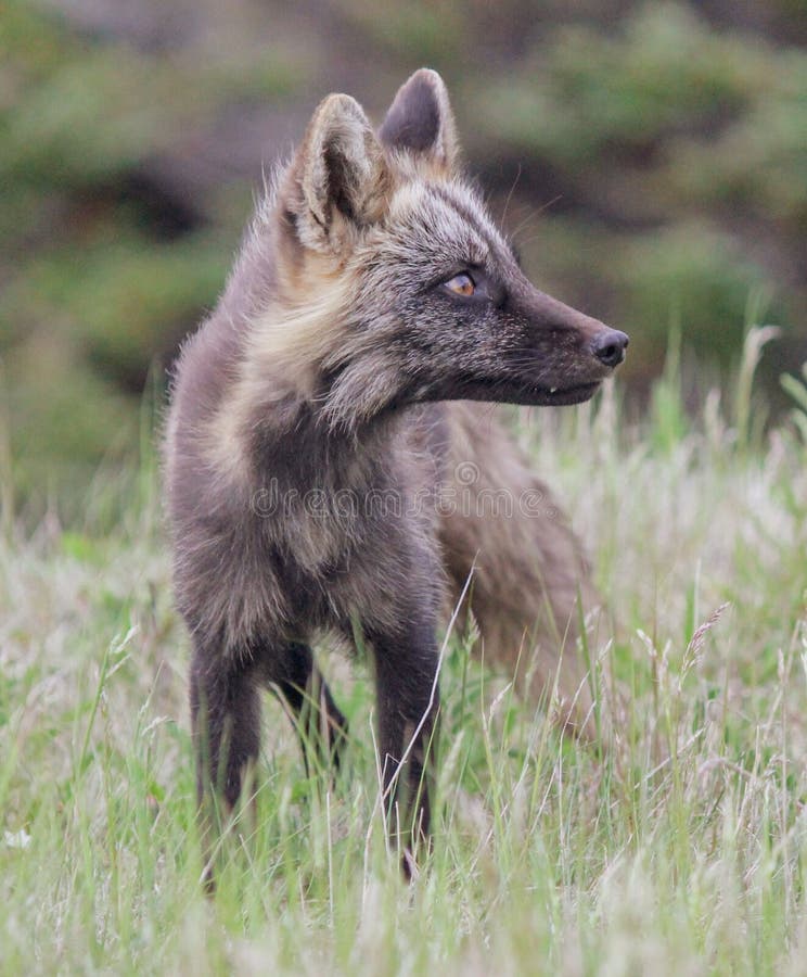 Cross fox stock image. Image of hunt, cross, predator - 160762831