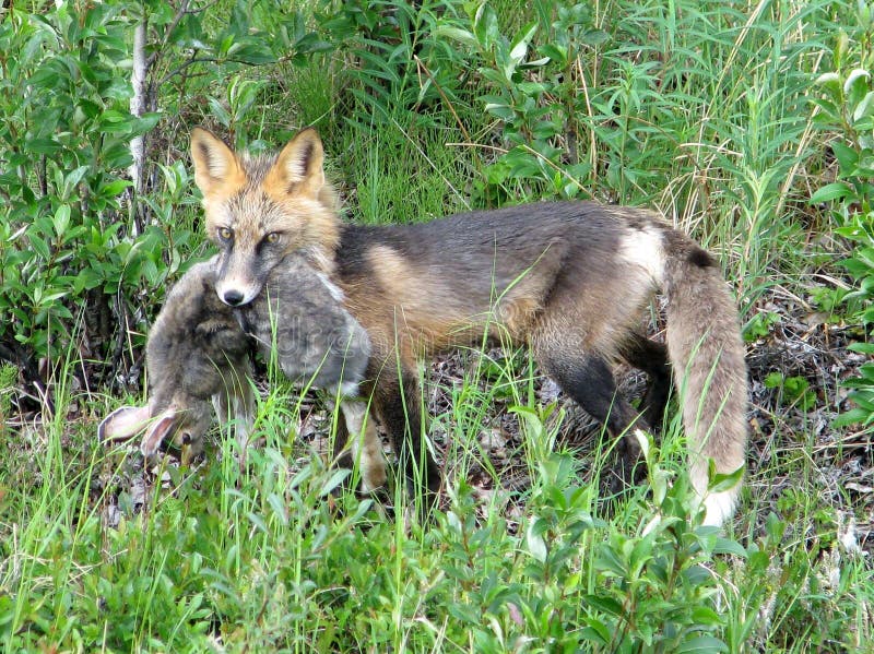 Cross Fox with Rabbit stock image. Image of mammal, bite - 44892103