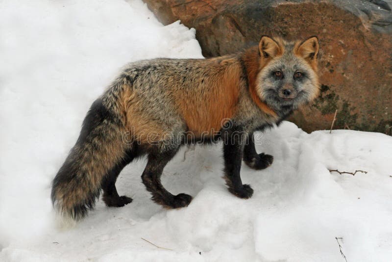 Cross Red Fox