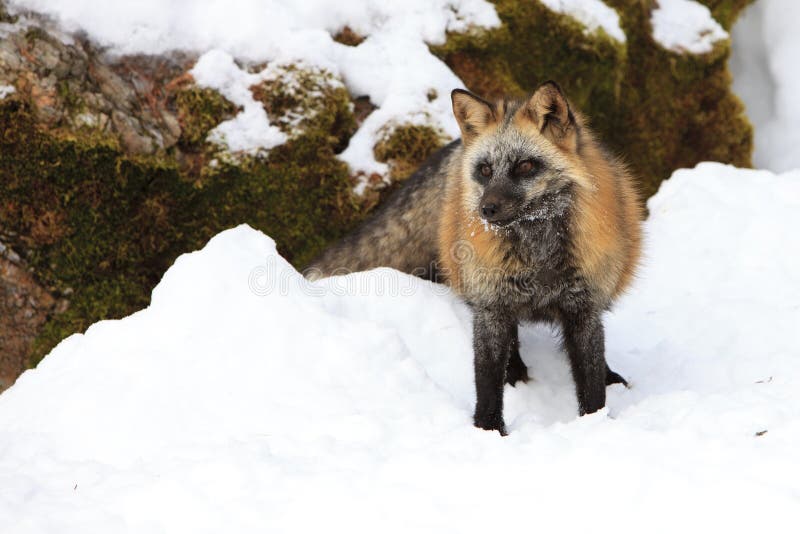 704 Cross Fox Stock Photos - Free & Royalty-Free Stock Photos from ...