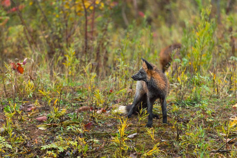 Cross Fox Vulpes Vulpes Looks Left on Damp Island Second Fox in ...