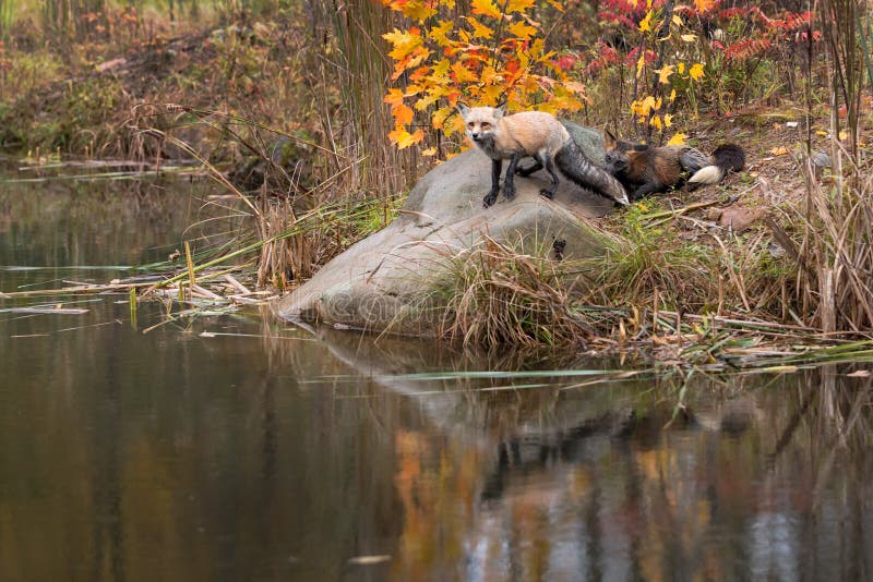 Cross Fox (Vulpes Vulpes) Sniffs at Tail of Red Fox on Rock Reflected ...