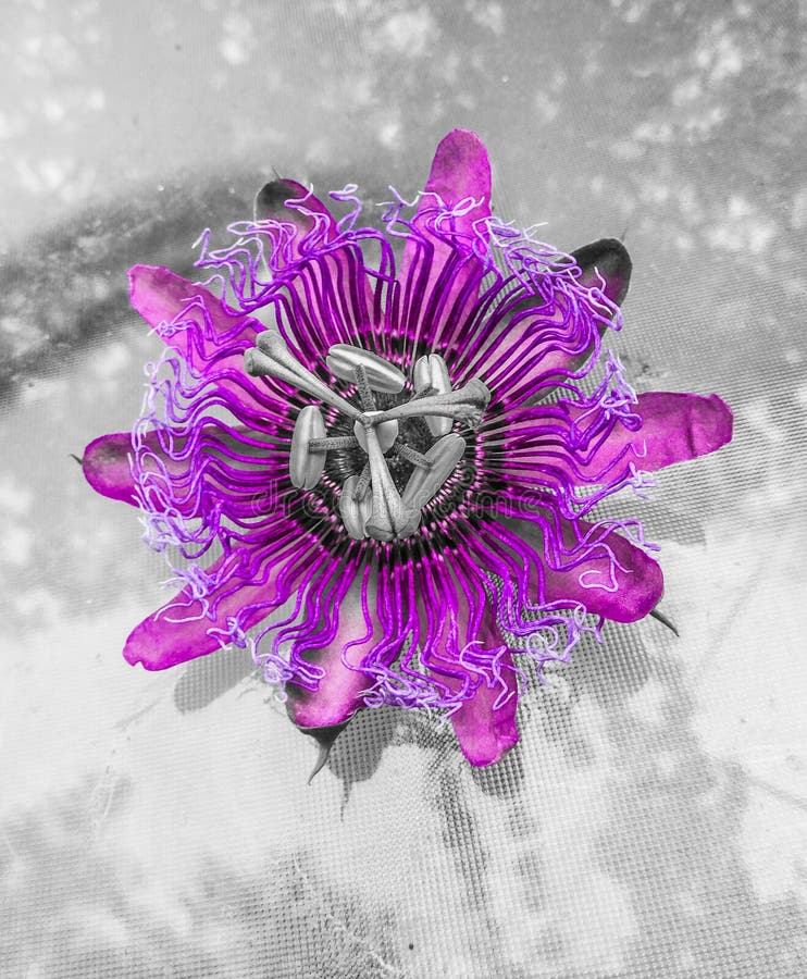 Cross of Jesus Flower the Middle of this Beautiful Flower is the Cross ...