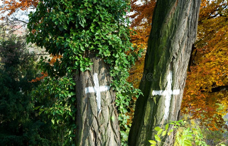 Cross marked stock photo. Image of forest, mark, lumbering - 32909948