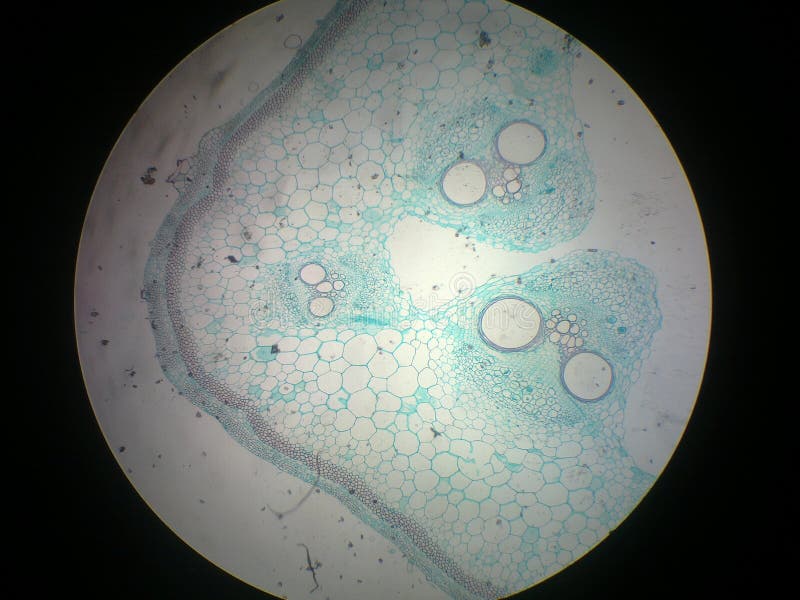Fern root cross section stock photo. Image of scientific - 5603746