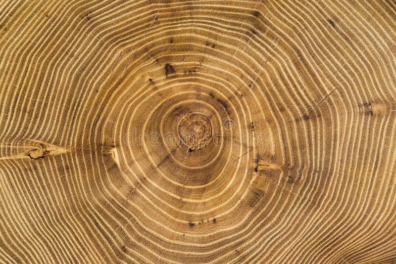 Concentric Annual Growth Rings of Walnut Tree Slice. Cracked and ...