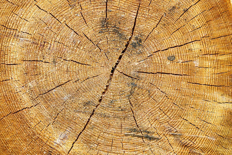 Cross Section of an Aged Pine Tree. Stock Photo - Image of concentric ...