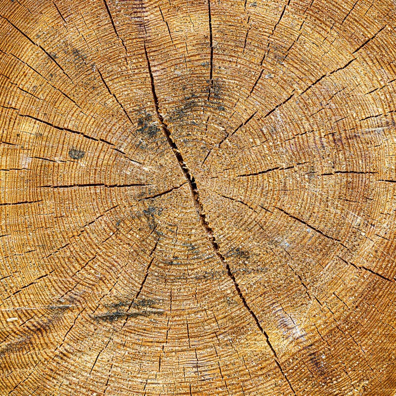 Cross Section of an Aged Pine Tree. Stock Image - Image of wooden ...