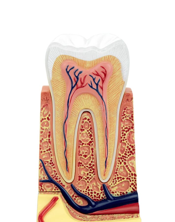 Cross Section of a Anatomical Tooth Model Stock Image - Image of mouth ...