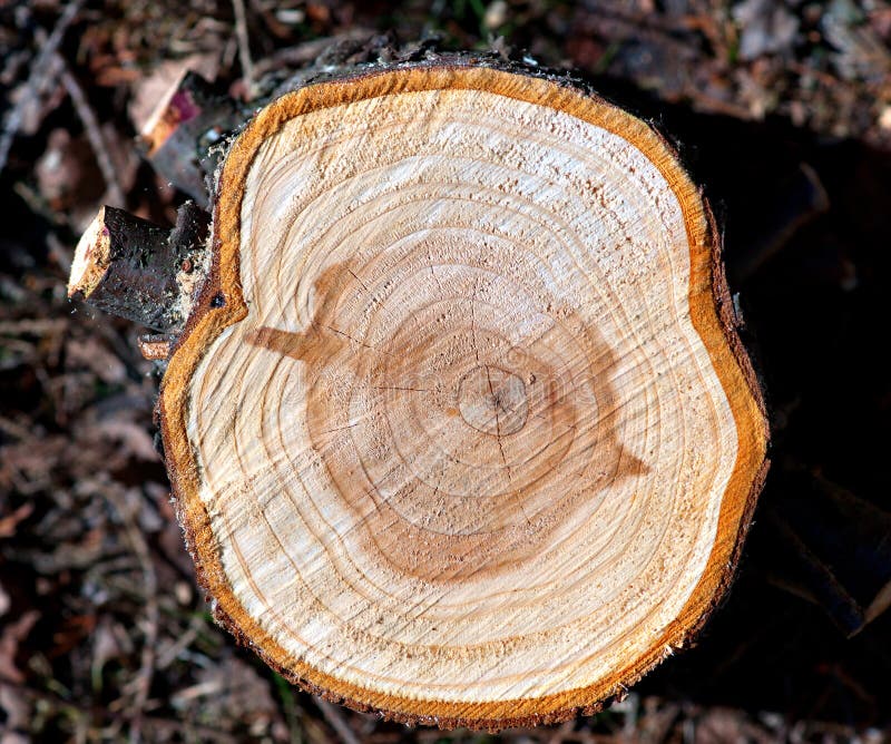 Cross Section of Tree with Knots Stock Photo - Image of tree, macro ...