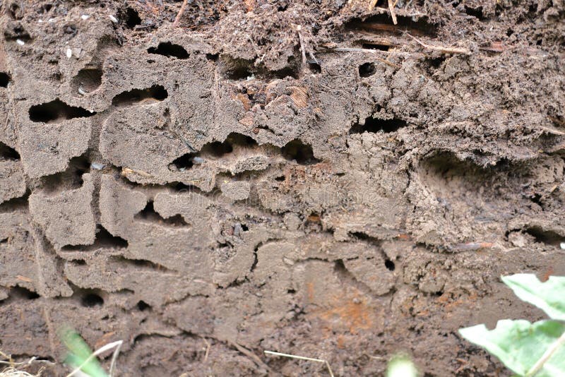 A Cross Section of the Ant Hill Shows the Moves the Way Ants Move with ...
