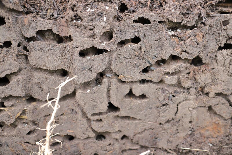 A Cross Section of the Ant Hill Shows the Moves the Way Ants Move with ...