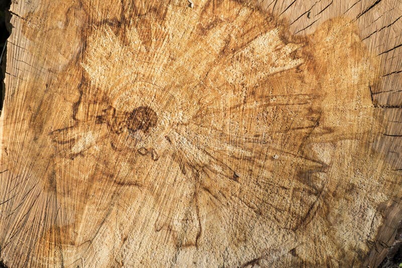 171 Apple Tree Cross Section Stock Photos - Free & Royalty-Free Stock ...