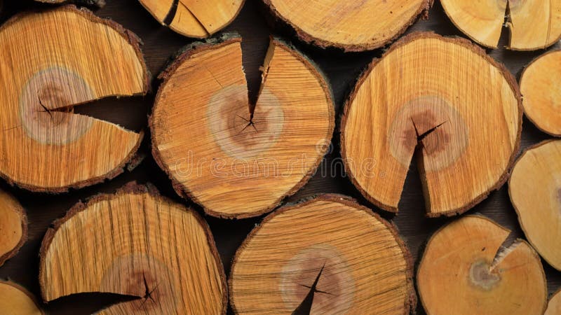 Cross-section of a Apple Tree Trunks, Close Up, Top View Stock Video ...