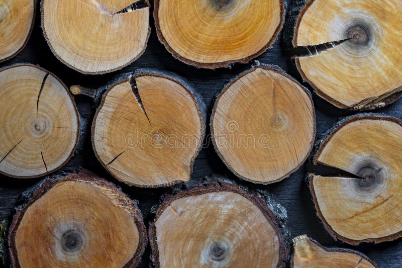 Cross-section of a Apple Tree Trunks, Closeup, Top View Stock Image ...
