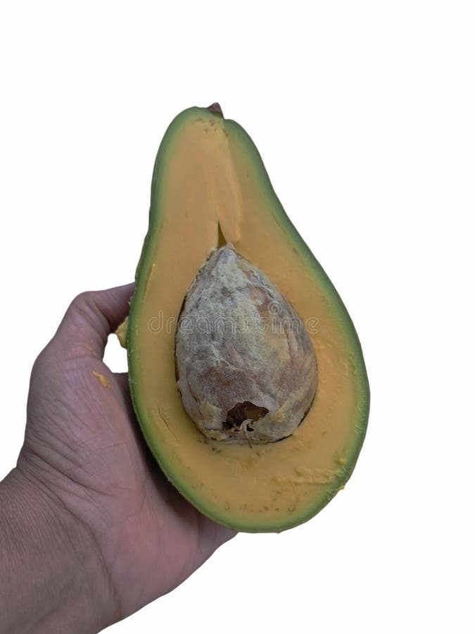 A Cross-section of an Avocado Shows Thick, Buttery Yellow Flesh Stock ...