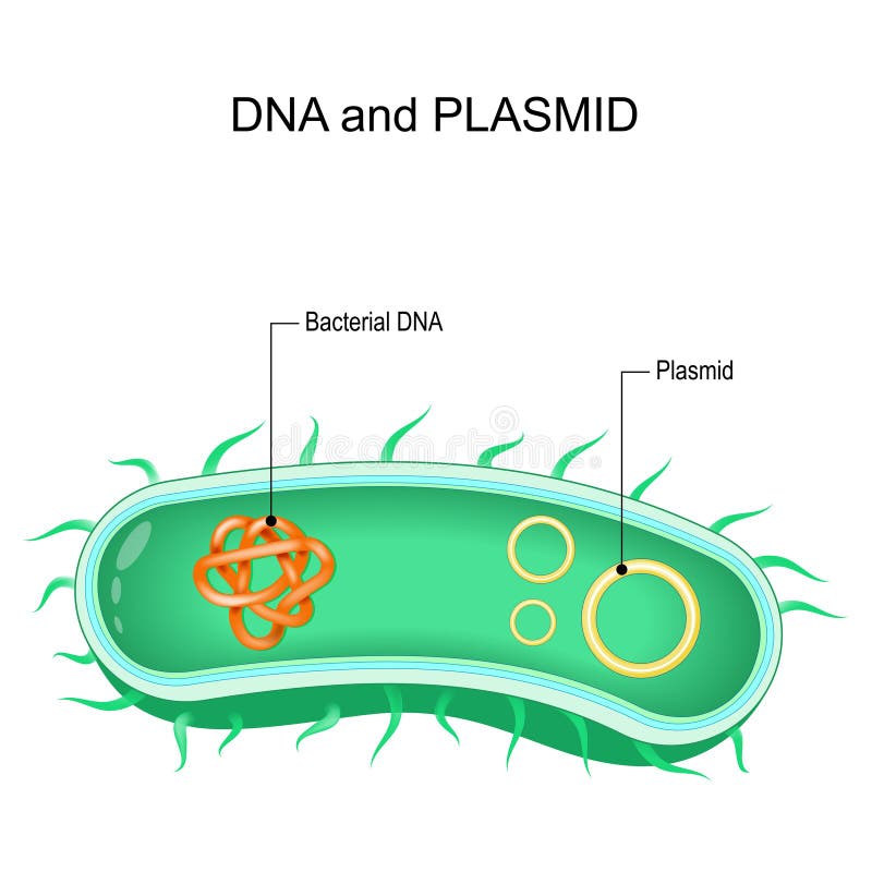 Plasmid Dna Transformation Stock Illustrations – 38 Plasmid Dna Transformation Stock ...