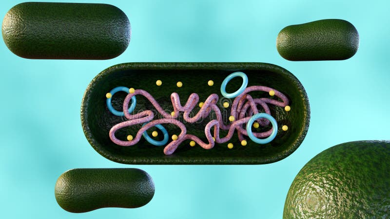 A Cross-section of a Bacterial Cell, Showing Its Organelles. Stock ...