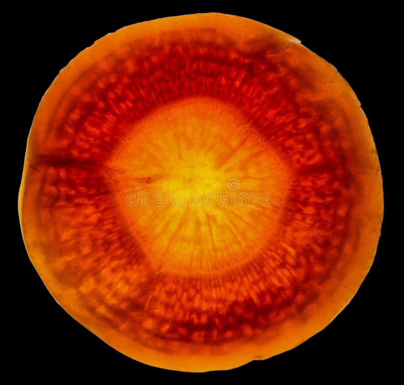 Carrot, Cross Section, Structure, Pattern, Background, Color, Ve Stock ...
