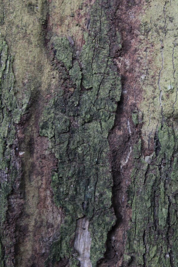 Bark of teak tree stock photo. Image of grunge, largest - 34698898