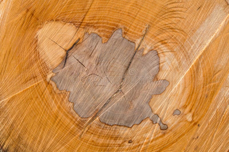 Cross Section of Beech Tree Trunk Stock Image - Image of tree, firewood ...