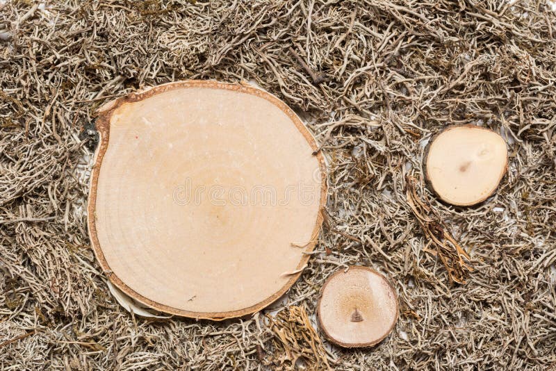 Cross Section of Birch on Dry Snow Moss Background Stock Image - Image ...