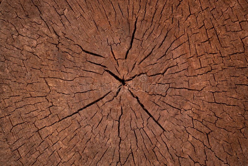 Cross-section of a Birch Tree, Texture of the Old Dry Stock Photo ...