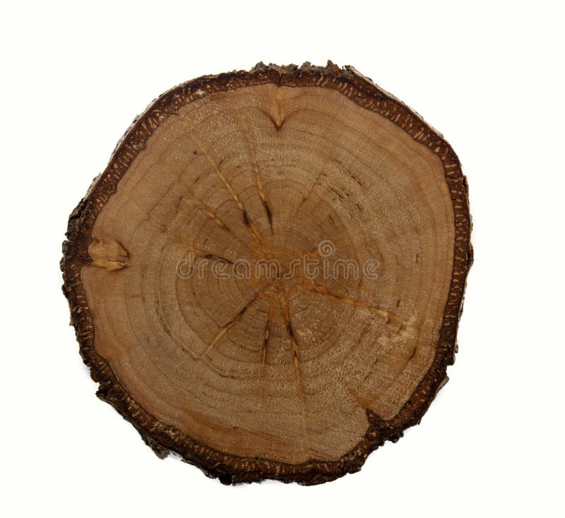 Cross section of wood stock image. Image of cross, ring - 168881273