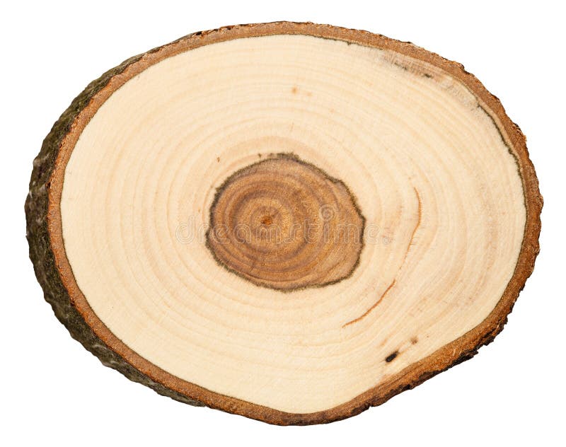Cross Section of Birch Tree Trunk Isolated Stock Image - Image of ...