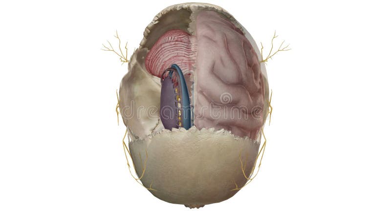 Cross Section of the Brain Inside the Skull Stock Illustration ...
