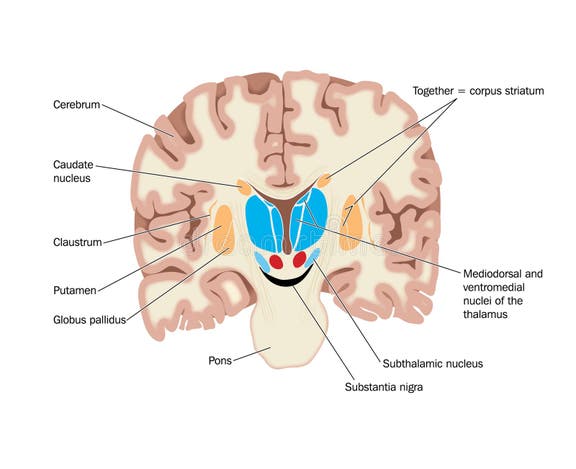 Cross Section of the Brain Showing Nuclei Stock Vector - Illustration ...