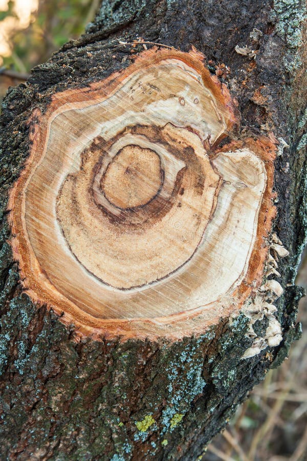 Ash Tree Cross Section