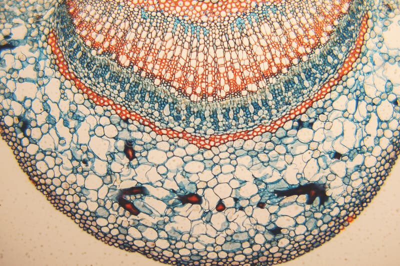 Pine stem cross section stock image. Image of pith, cambium - 17028383