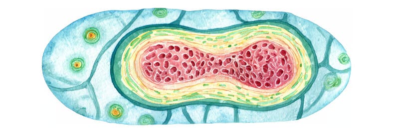 Cross-section of a Cell Membrane in Watercolor Stock Photo - Image of ...