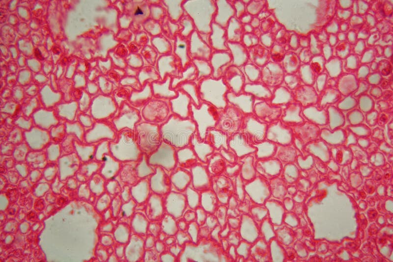 Cross Section through Cells of a Root from a Maize Plant Under the ...