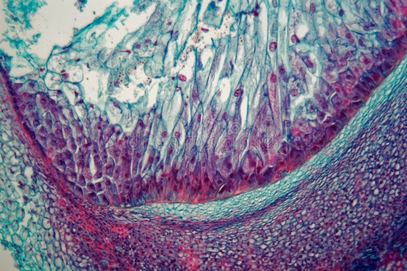 Cross Section through Cells of a Stem from a Maize Plant Under the ...