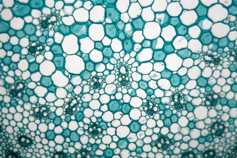 Cross Section through Cells of a Stem from a Maize Plant Under the ...